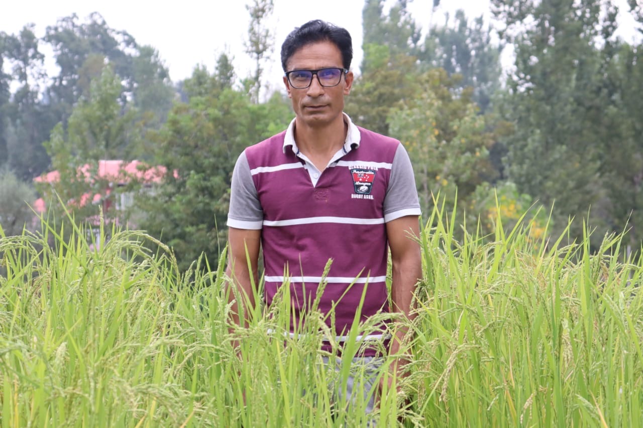 Kulgam man grows Mushk Budji rice variety on rooftop without soil | KNO