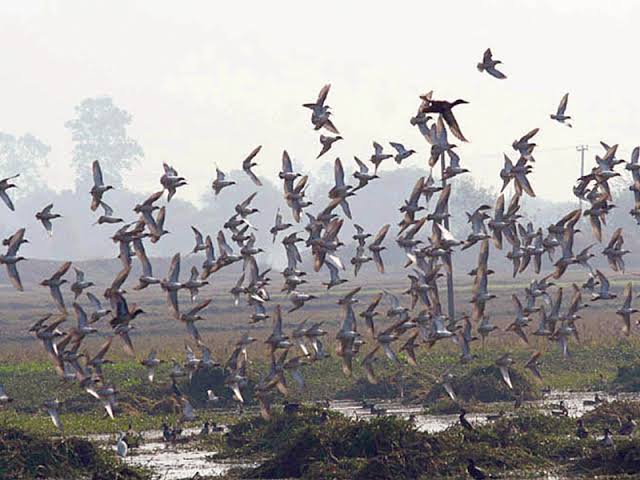 Kashmir wetlands expected to host 8 to 10 lakh migratory birds this ...