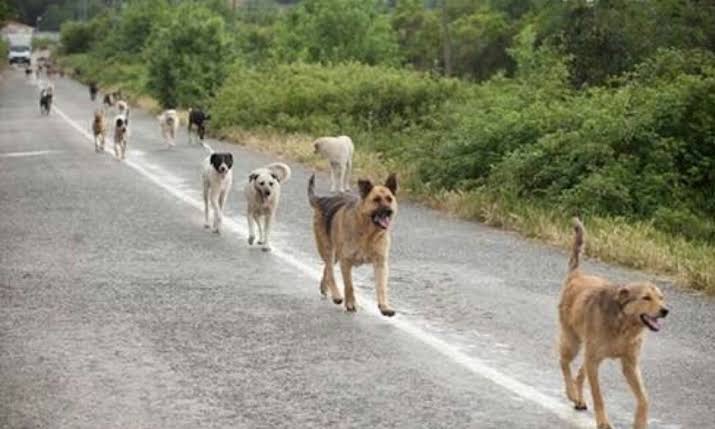 Canine horror in Kashmir : Demand for sterilization of stray dogs ...