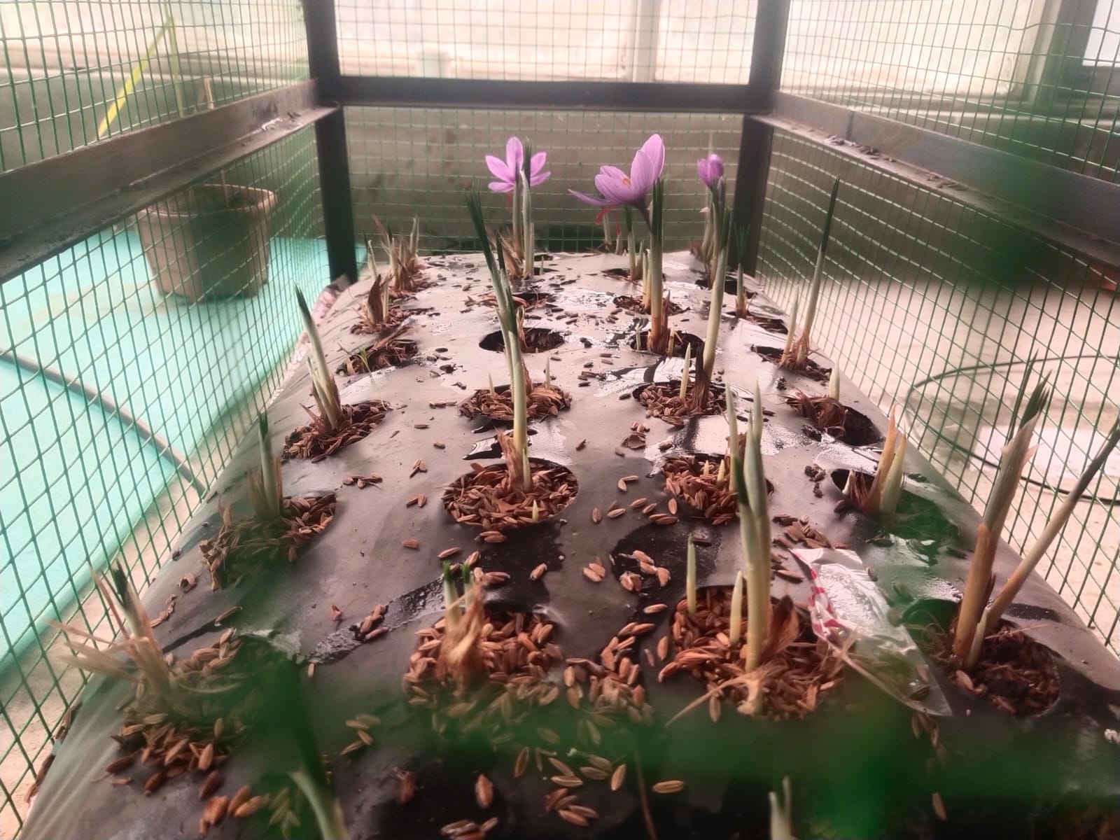 Saffron triumph: Kulgam agri expert cultivates 'Red Gold' on his two ...