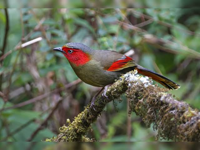 Bird festival part of promotion of eco, sustainable tourism: Dy Dir ...