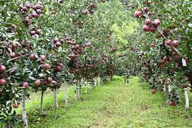 High-density apple farming a new trend in valley | KNO
