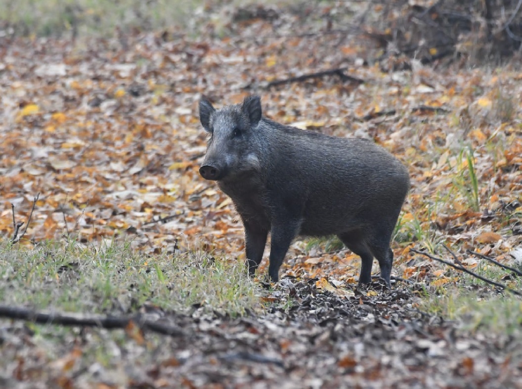 Rising wild boar population sparks alarm for endangered Hangul deer in ...