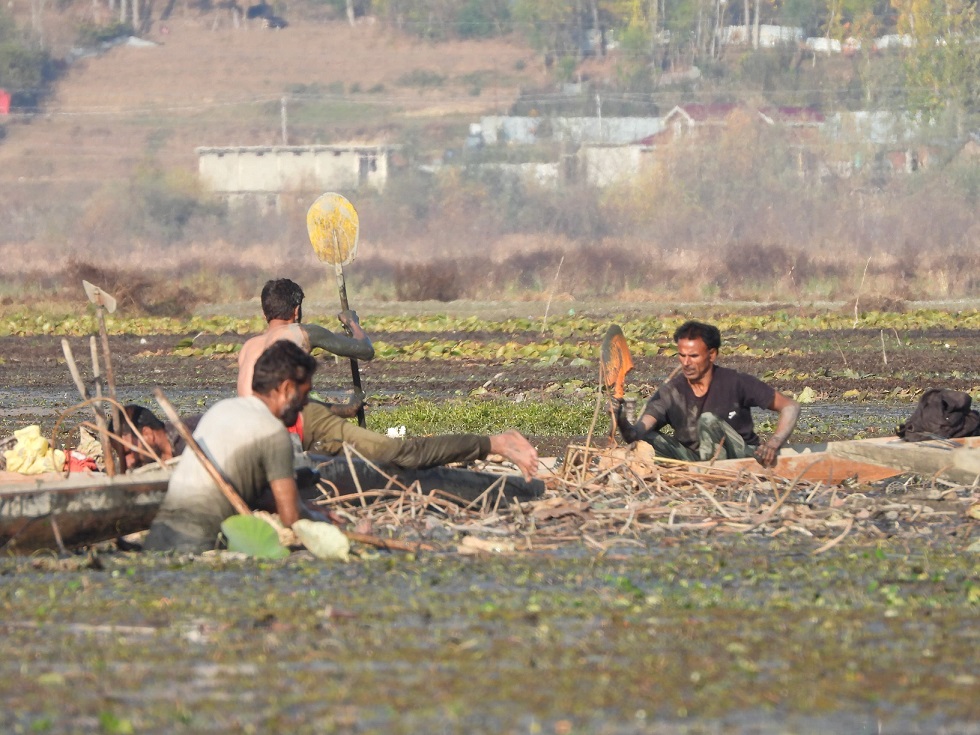 Famous Nadru makes comeback to Wullar Lake after 25 years | KNO