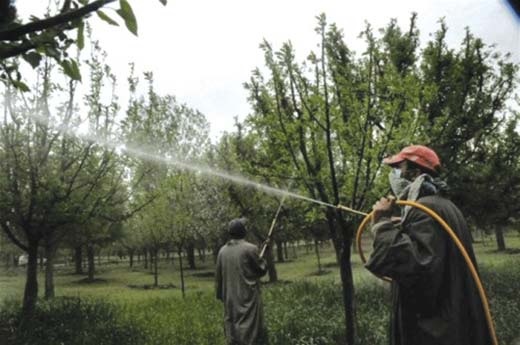 Continuous exposure to pesticides in orchards increases risk of cancer ...