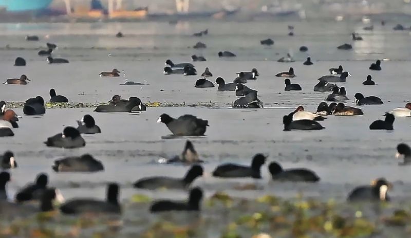 Rare migratory birds arrive at Wular Lake for first time | KNO